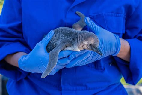 Same Sex Penguin Couple Raising Rare Chick At Zoo