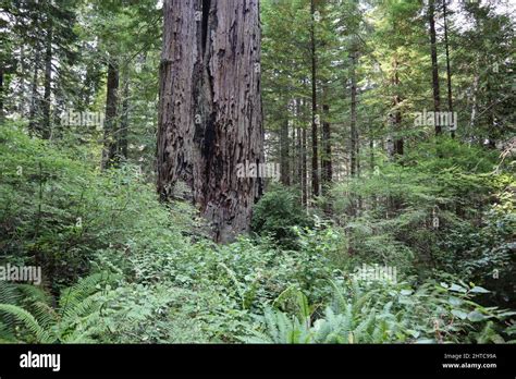 Giant Sequoia Redwood Tree Among Ferns In The Forest Of Northern California USA Stock Photo Alamy