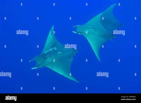 Two Mobula Rays Elegantly Soaring Side By Side In The Cobalt Waters Of The Azores Their Fins