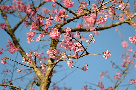하늘 가지 봄 사쿠라 꽃 핑크 꽃 체리 꽃 Hd 배경 화면 Wallpaperbetter