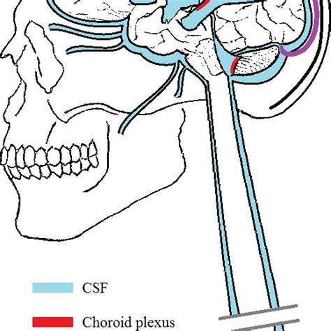 CSF Surrounding The Central Neural System Is Mainly Produced By The Download Scientific Diagram