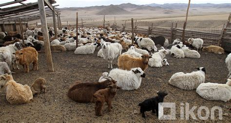 Малчин өрхийн тоо нэмэгджээ