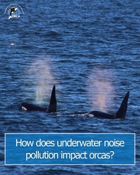 Orca Have You Ever Considered How Noise Pollution Is Impacting Marine
