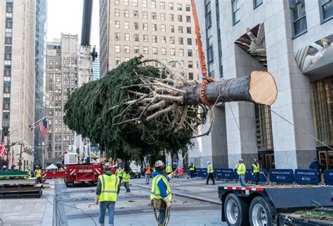 A Tiny Owl Got Stuck In The Rockefeller Center Christmas Tree Insidehook