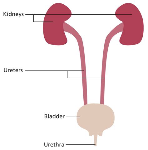 Micturating Cystourethrogram Mcug Resource Library Sheffield
