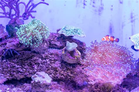 산호와 물고기와 수 중 세계에서 아름 다운 바다 꽃입니다 자연 배경입니다 0명에 대한 스톡 사진 및 기타 이미지 0명 개념 모양 Istock