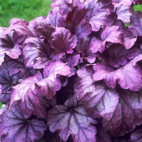 Shop Heuchera Collection J Parkers