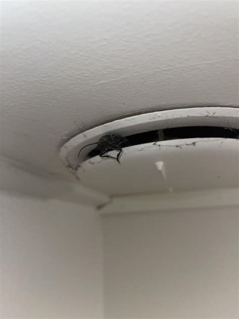 What Is This Thing Looks Almost Like A Roach To Me But I Live In