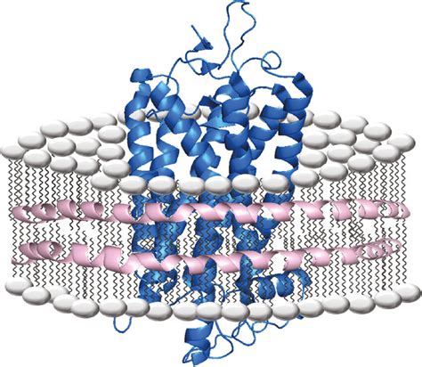 Schematic Representation Of A Membrane Protein Embedded In A Nanodisc Download Scientific