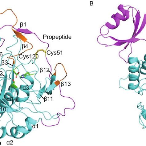 Structural Comparison Of Mycp1 24 422 And Tk Subtilisin A Structure Download Scientific