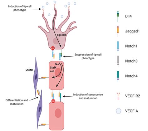 Notch Signaling Function In Angiogenesis Encyclopedia Mdpi