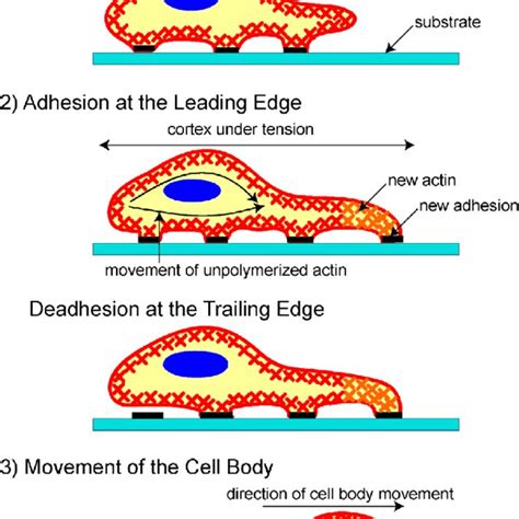 Pdf The Forces Behind Cell Movement
