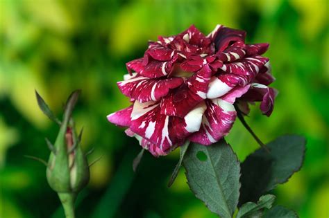 장미 잡색의 하이브리드 차 Pixabay의 무료 사진 Pixabay