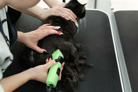 How To Shave A Cats Bum Vet Approved Steps Hepper Pet Resources