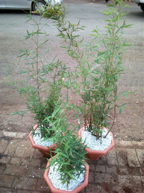 Weeping Fig Tree Order Quality Plants And Planters 0710558855