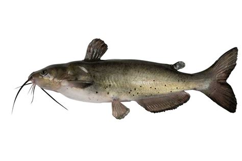 Catfish Definition And Meaning Collins English Dictionary