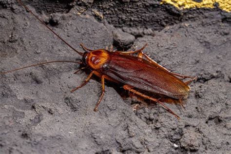 5 Common Types Of Cockroaches In Your Home Forbes Home 5 Common Types Of Cockroaches In Your Home Forbes Home
