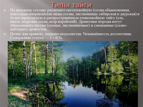 Презентация Тайга 8 класс – скачать бесплатно pptx