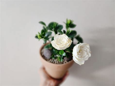 향기좋은 꽃치자나무 키우기 물주기 개화시기 꽃말 네이버 블로그