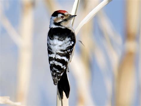 Lesser Spotted Woodpecker Ebird