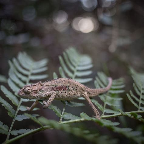 Sacha Specker A Small Tribute To Quite Possibly The Best