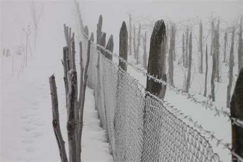 무료 이미지 분기 감기 울타리 화이트 서리 철사 얼음 날씨 겨울 왕국 시즌 스케치 그림 눈보라 고드름
