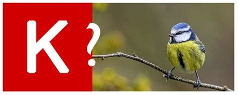 使用 Mobilenet 和 Keras 来做迁移学习操作