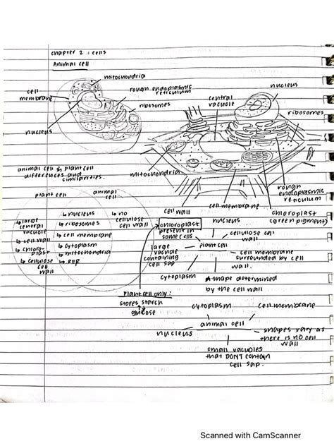 Igcse Biology Notes Chapter 2 Pdf