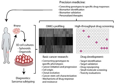 IJMS Free Full Text Sarcoma Spheroids And OrganoidsPromising Tools In The Era Of