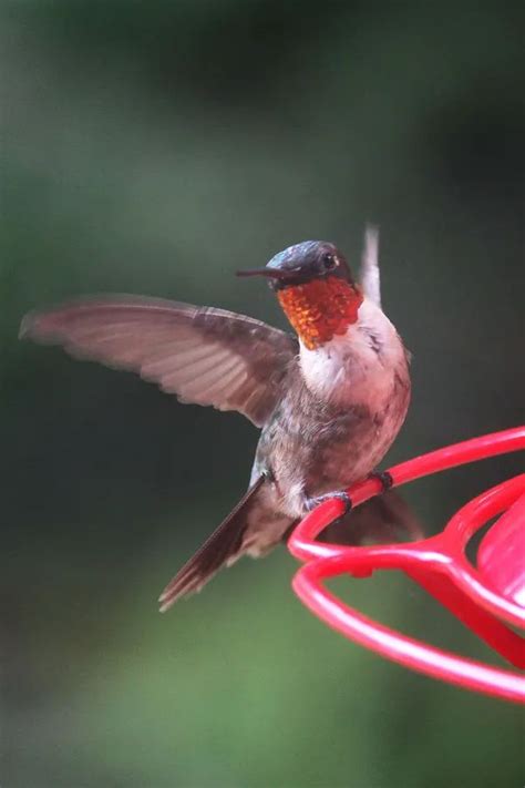 interactive map shows ruby throated hummingbird migration here s when they ll come to ri