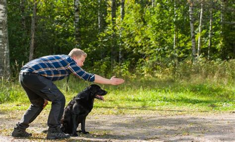 Male Vs Female Labrador Scientific Insights