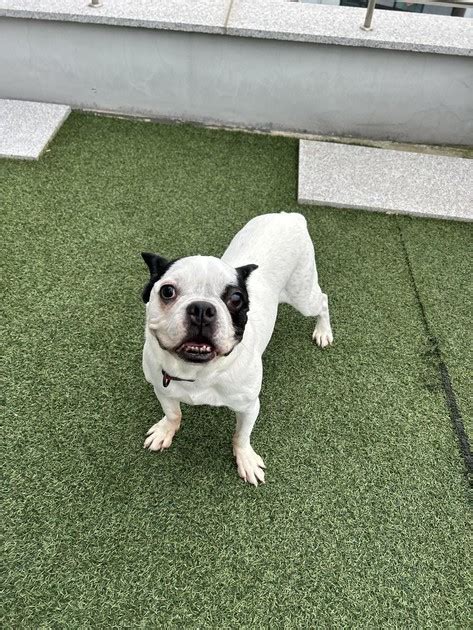 프렌치불독믹스견 만두 강아지책임무료분양 컴투펫위탁보호센터 강아지무료분양 고양이무료분양 강아지파양 고양이파양