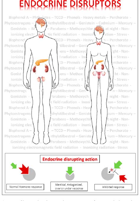Figure 1 From Impact Of Chemical Endocrine Disruptors And Hormone