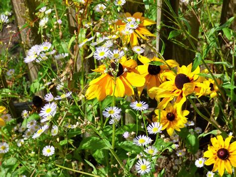 Green Withe Flower Free Photo On Pixabay