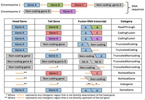 The Seven Categories Used By Metafusion To Distinguish Fusions Two