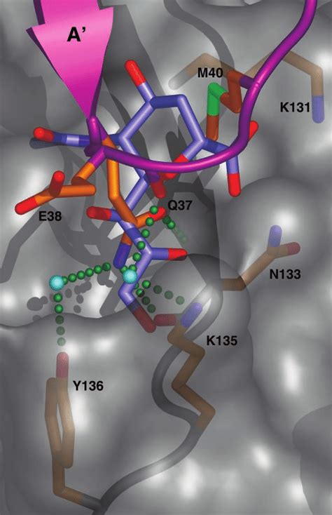 A Crystal Contact In The Ligand Binding Site The Molecular Surface Of Download Scientific