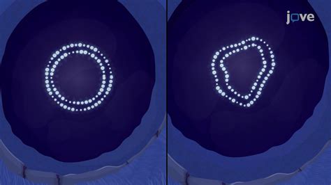 视频 自身免疫性干眼症大鼠模型中角膜和泪液光滑度的评估 实验