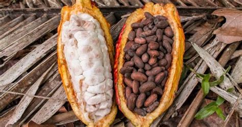 What Is The Processing Process Of Cocoa 5 Stages Cocoa Machinery