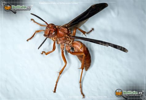 Red Paper Wasp