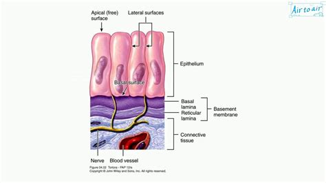 What Is Basement Membrane Mean At Cristal Lawrence Blog