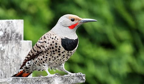 What Is The Alabama State Bird
