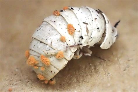 Ca Fundis — Fungal Diversity Survey