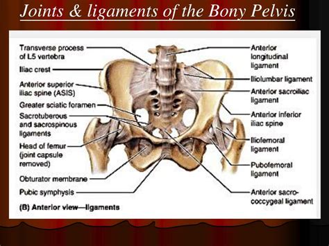 Pelvic Joints And Ligaments At Walter Hyatt Blog