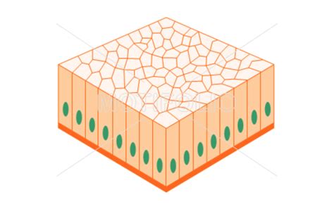 anat module 2 diagram quizlet