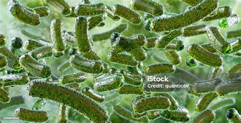 Acetobacter Bacteria Gramnegative Acetobacter Bacteria Ethanol