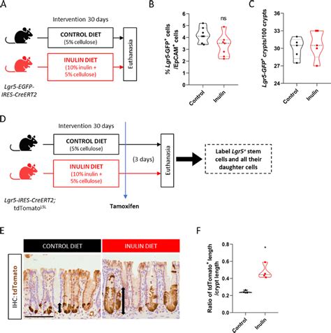 Ingestion Of Inulin Enhances The Proliferative Activity Of Colonic Download Scientific Diagram