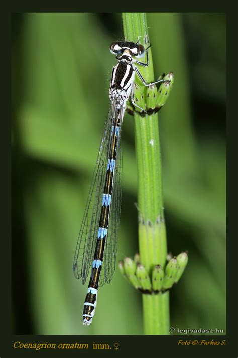 Coenagrionornatumin31 Legivadaszhulegivadaszhu