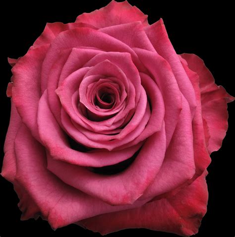 Download Rose Hd Png Download [100 Free] Fastpng