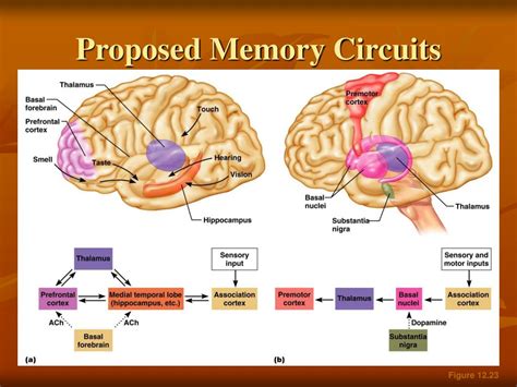 Ppt Functional Brain System Powerpoint Presentation Free Download