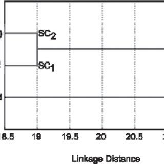 Cluster Analysis By Unweighted Pair Group Method Of Arithmetic Means Download Scientific